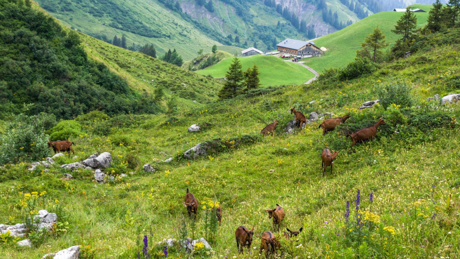 Alpine pasture hiking / hikes for gourmets - 21 trails in Vorarlberg