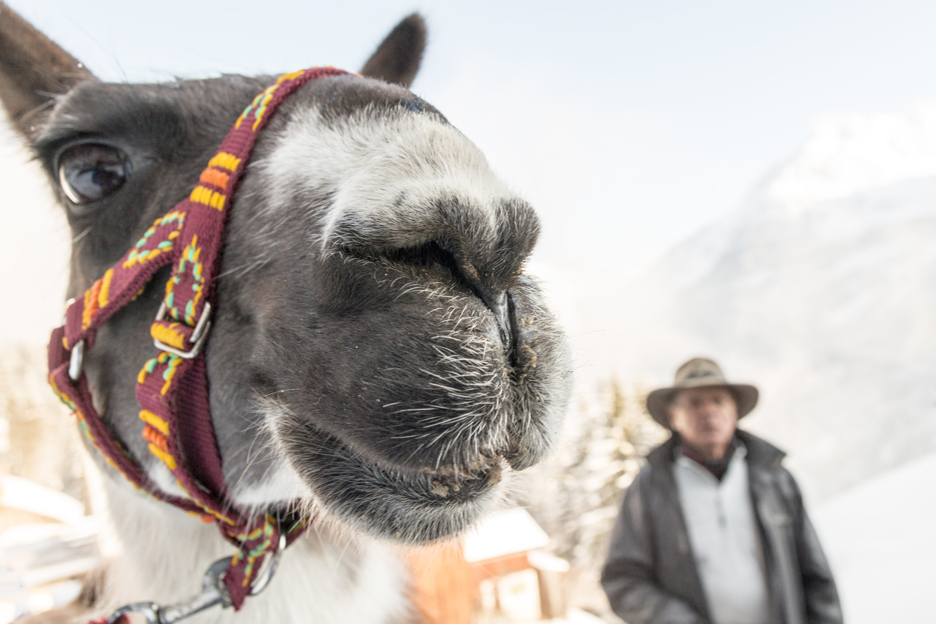 Animal encounters and nights in the snow - Urlaub in Vorarlberg