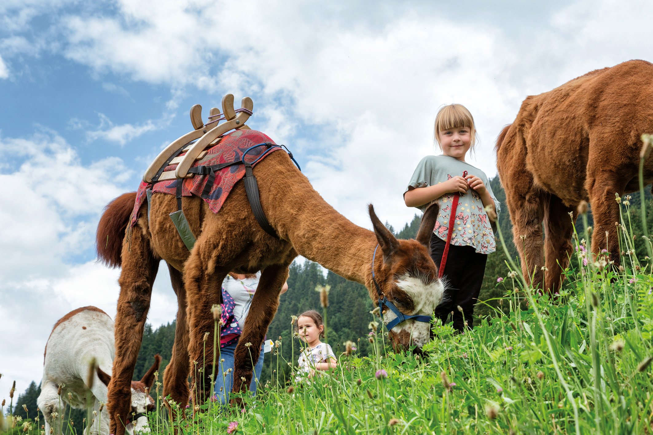 Trekking tours with llamas, alpacas and huskies in Vorarlberg
